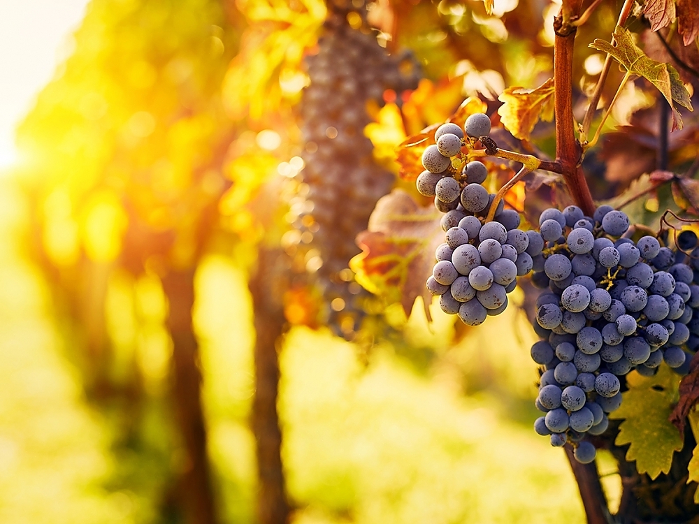 Exploring the Texas Hill Country Wine Region